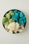 Preserved Blue Reindeer Moss, Set of 3 | Anthropologie