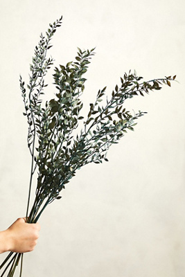 Preserved Ruscus Bunch | AnthroHome