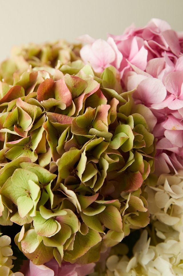 Fresh Hydrangea Bunch | Anthropologie
