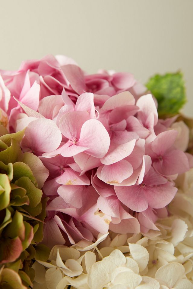 Fresh Hydrangea Bunch | Anthropologie