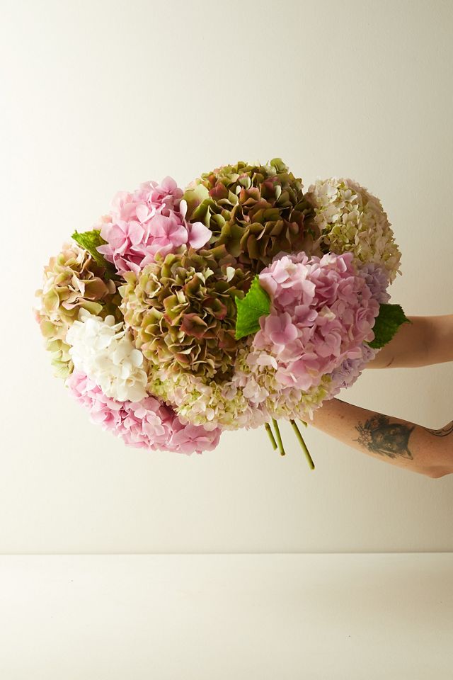 Fresh Hydrangea Bunch | Anthropologie