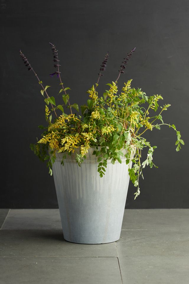 Modern Drip Pot | Anthropologie