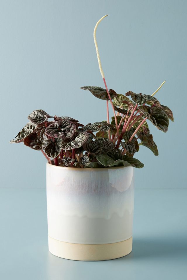 Rhea Reactive Glaze Pot | AnthroLiving