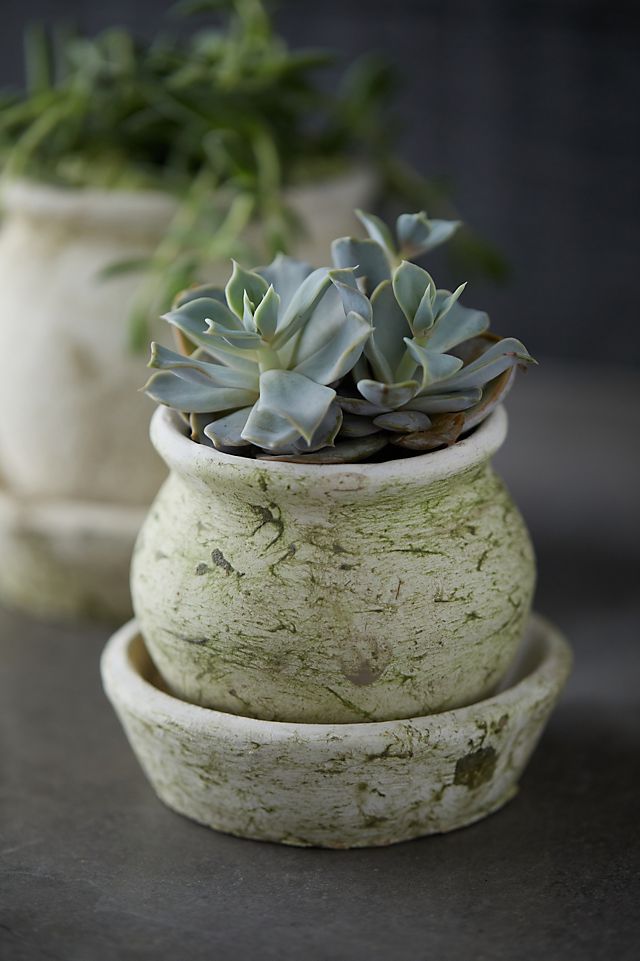 Earth Fired Clay White Curve Pots + Saucers, 3 Sizes Set | Terrain Earth Fired Clay White Curve Pots + Saucers, 3 Sizes Set | Terrain