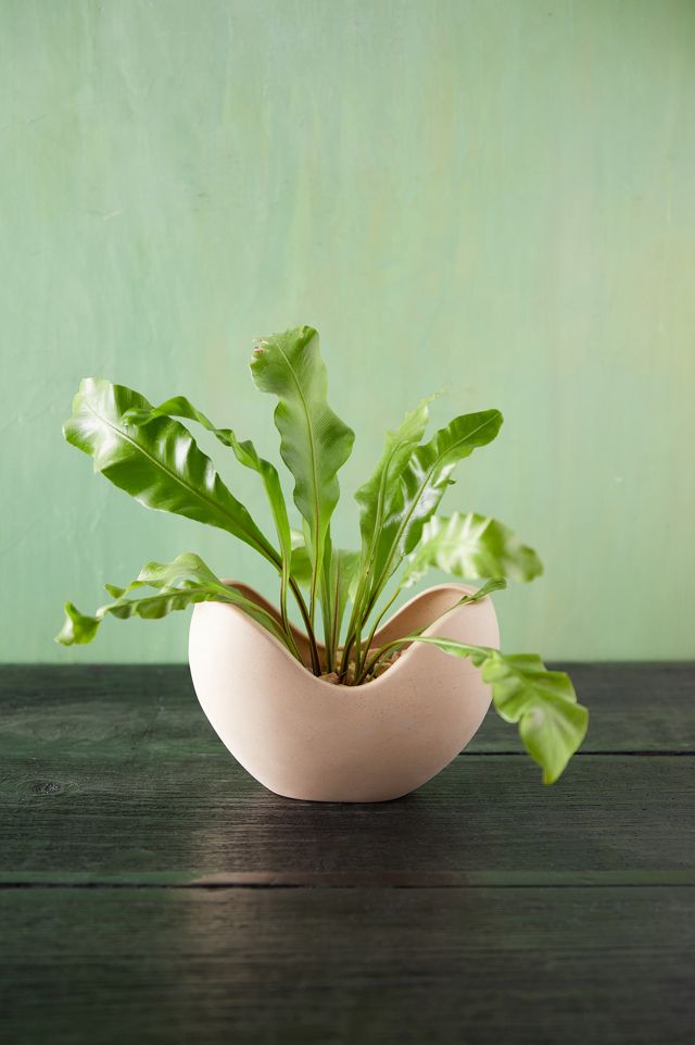 Free Form Ceramic Pot, Small | Terrain