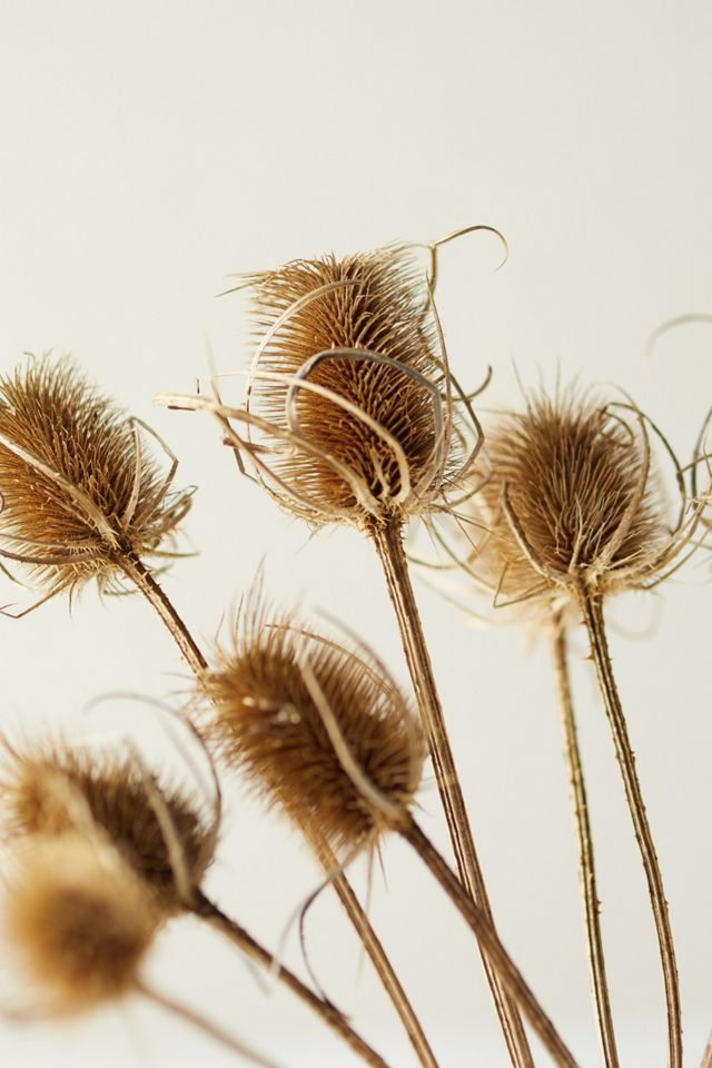 Dried Dipsacus Bunch | AnthroLiving