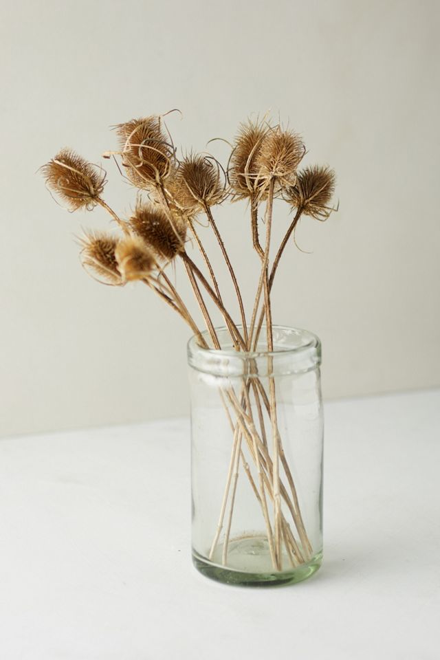 Dried Dipsacus Bunch | AnthroLiving