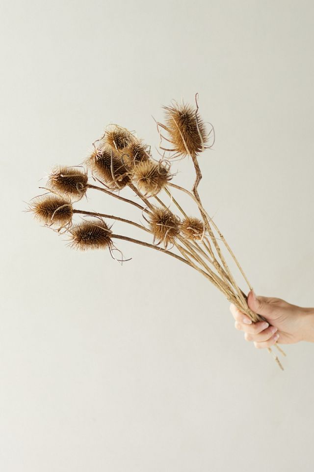 Dried Dipsacus Bunch | AnthroLiving