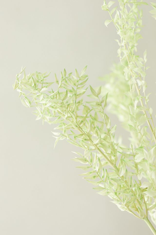 Preserved Ruscus Bunch | Anthropologie