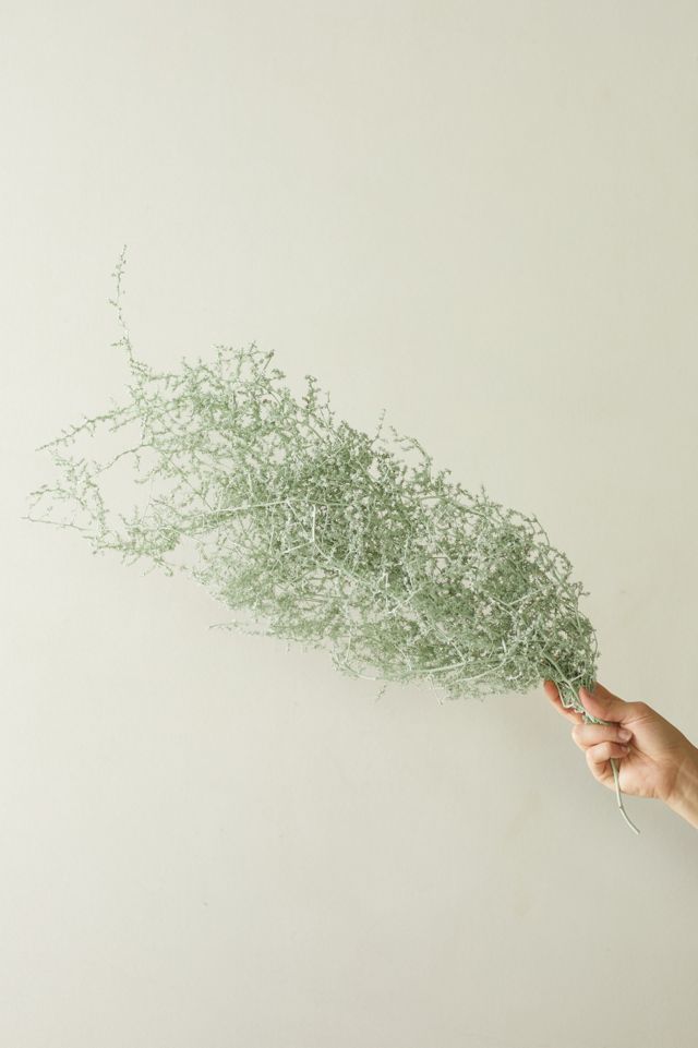 Dried Asparagus Bunch | Anthropologie