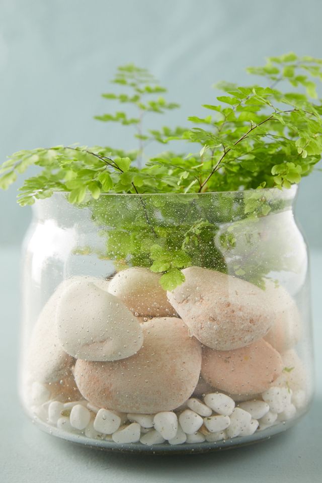 Bubble Glass Terrarium | Terrain