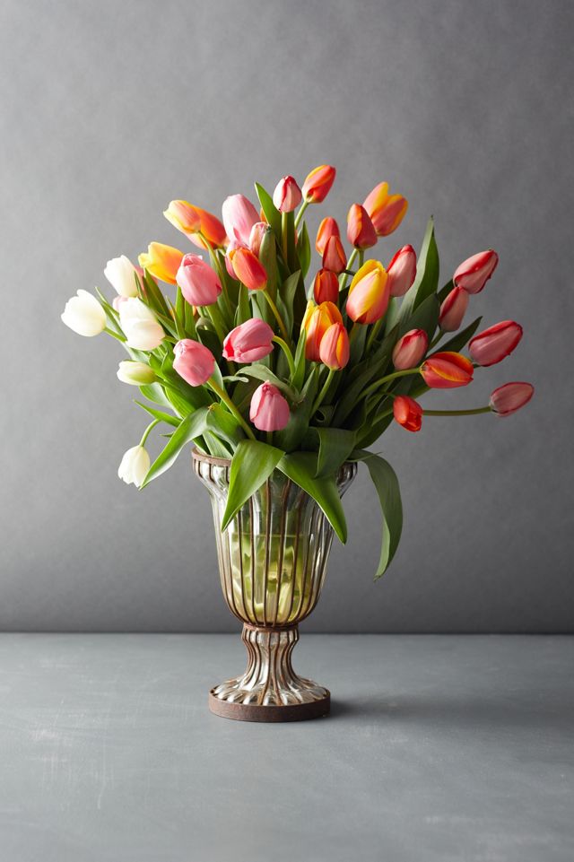 Fresh Mixed Tulip Bunch | AnthroLiving