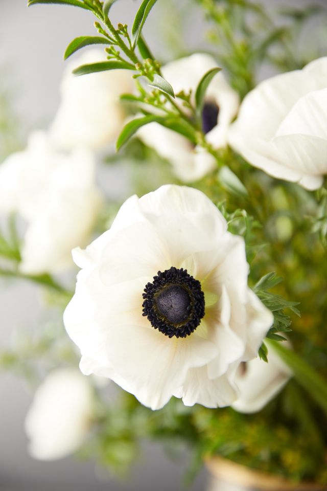 Fresh White Anemone + Eriostemon Bunch | Terrain