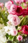 Fresh White + Pink Ranunculus Bunch | AnthroLiving