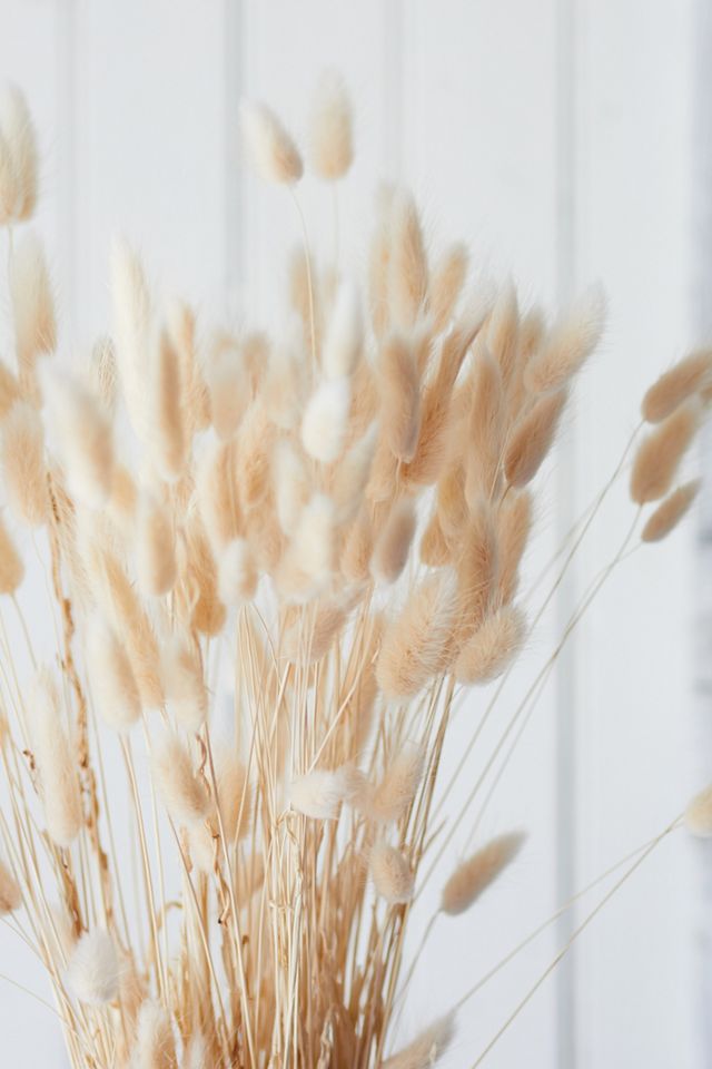 Preserved Lagurus Bunch | AnthroLiving