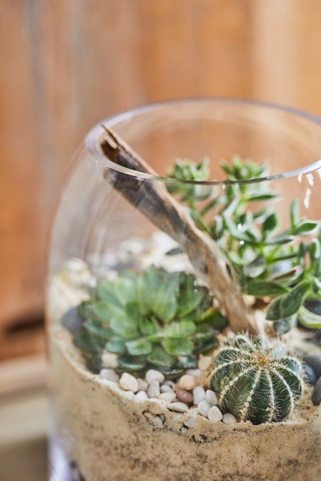 Domed Terrarium | Terrain