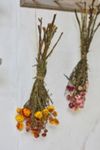 Preserved Helichrysum Mix | AnthroLiving