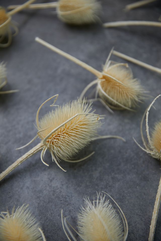 Preserved Dipsacus Heads | Anthropologie