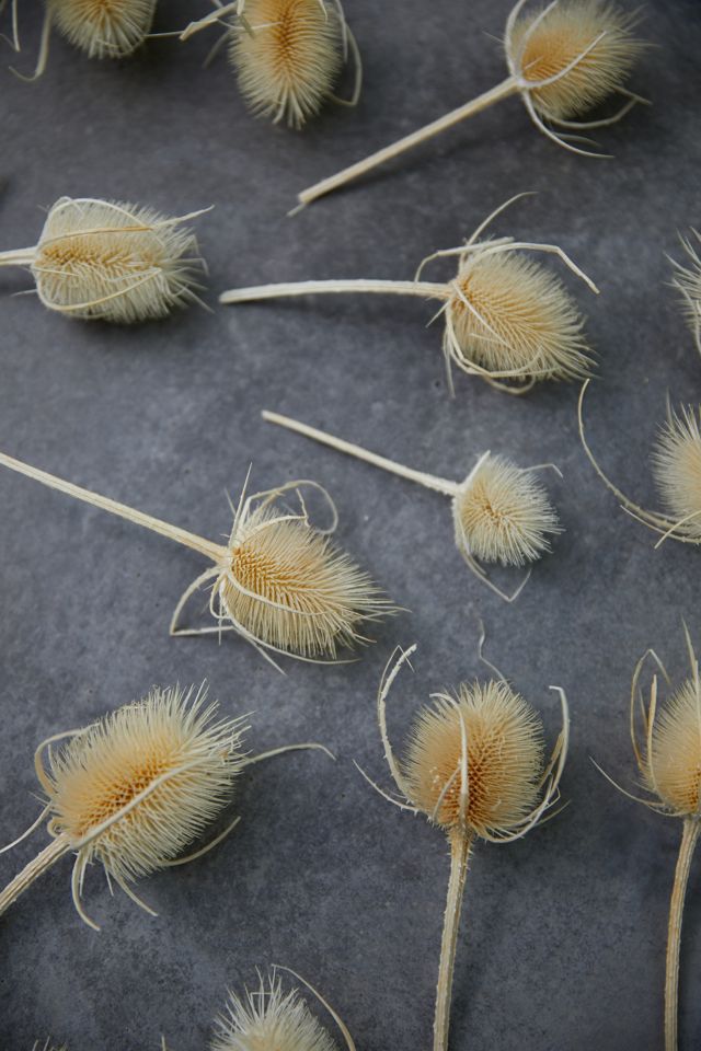 Preserved Dipsacus Heads | Anthropologie
