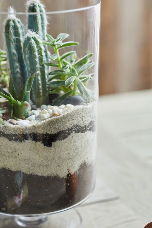 Footed Column Terrarium | Terrain