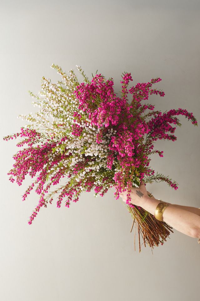 Fresh Boronia Bunch | Anthropologie