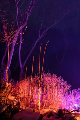 Color Changing Flood Light Strands, Set of 2 | AnthroLiving