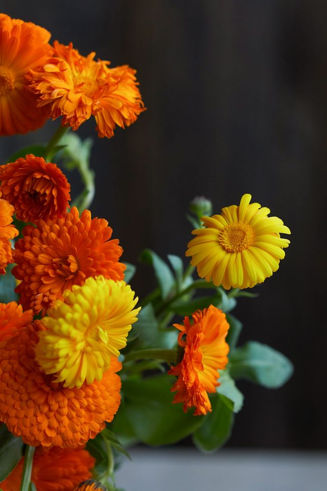 Fresh Calendula Bunch | Anthropologie