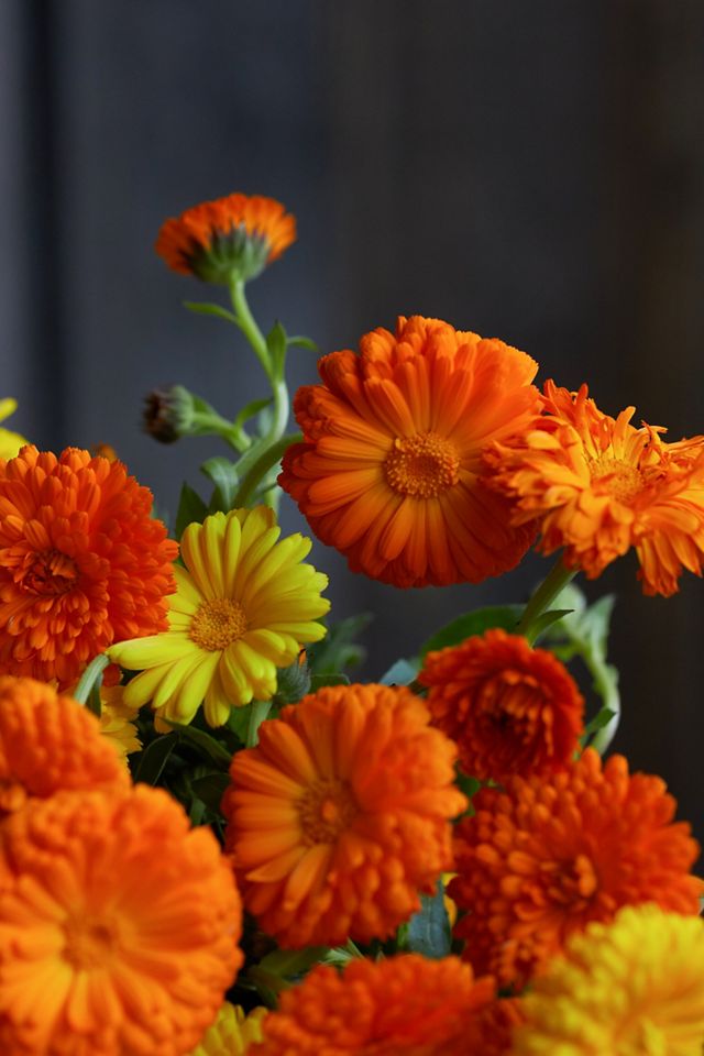 Fresh Calendula Bunch | Anthropologie