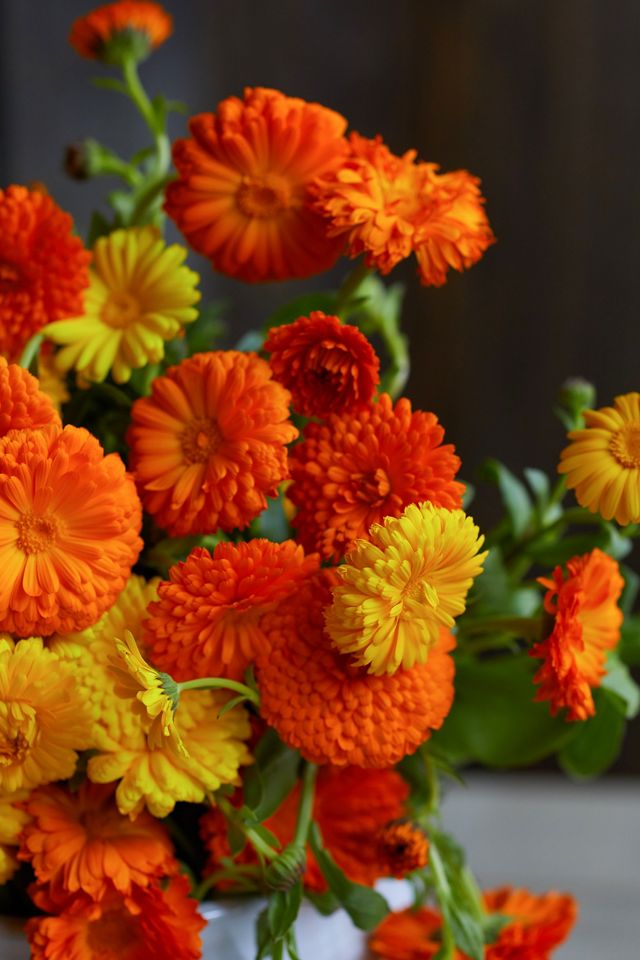 Fresh Calendula Bunch | Anthropologie