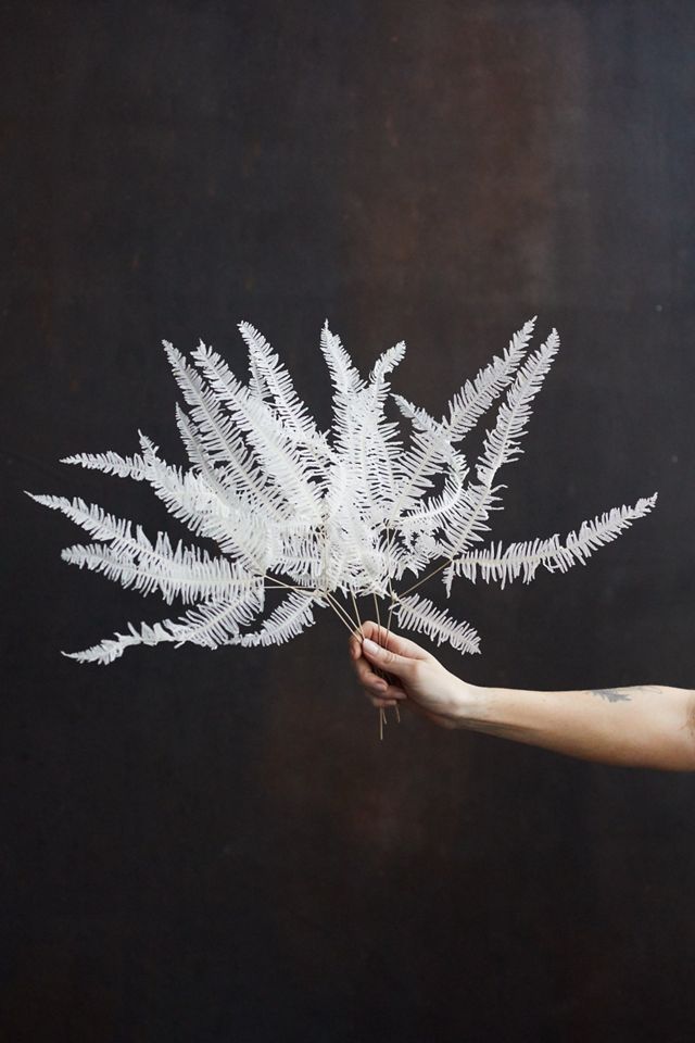 Bleached Fern Bunch | AnthroLiving