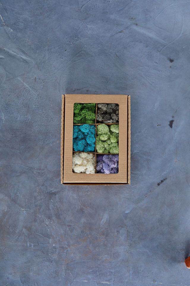 Preserved Reindeer Moss Box | AnthroLiving
