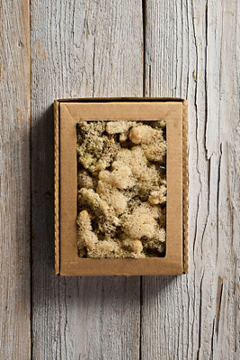 Preserved Reindeer Moss | AnthroHome