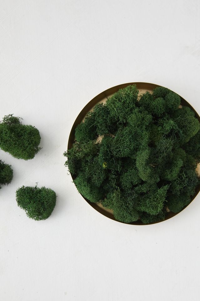 Preserved Reindeer Moss | Terrain