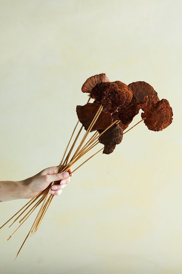 Preserved Sponge Mushroom Stem Bunch | Terrain