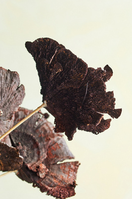 Preserved Sponge Mushroom Stem Bunch | Terrain