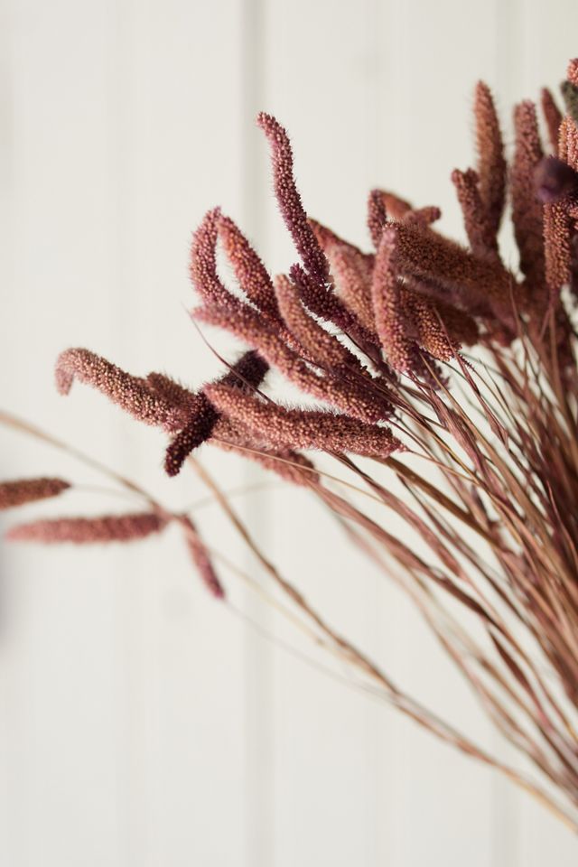 Preserved Millet Bunch | Terrain