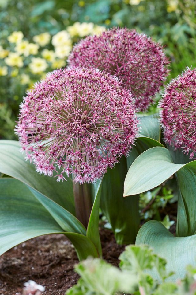 Allium ‘Red Giant’ Bulbs | Terrain
