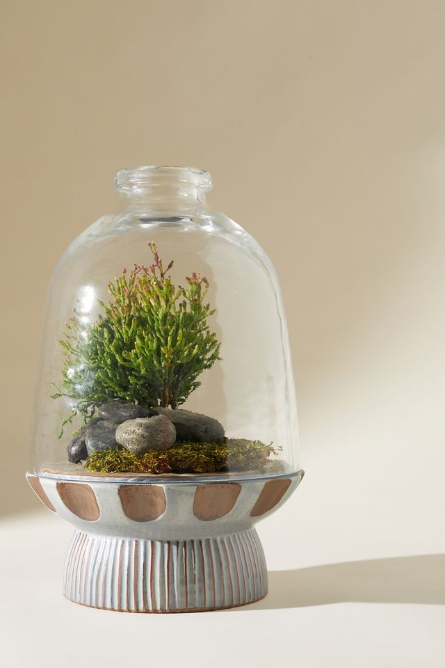 Greater Earth Terrarium | Anthropologie UK