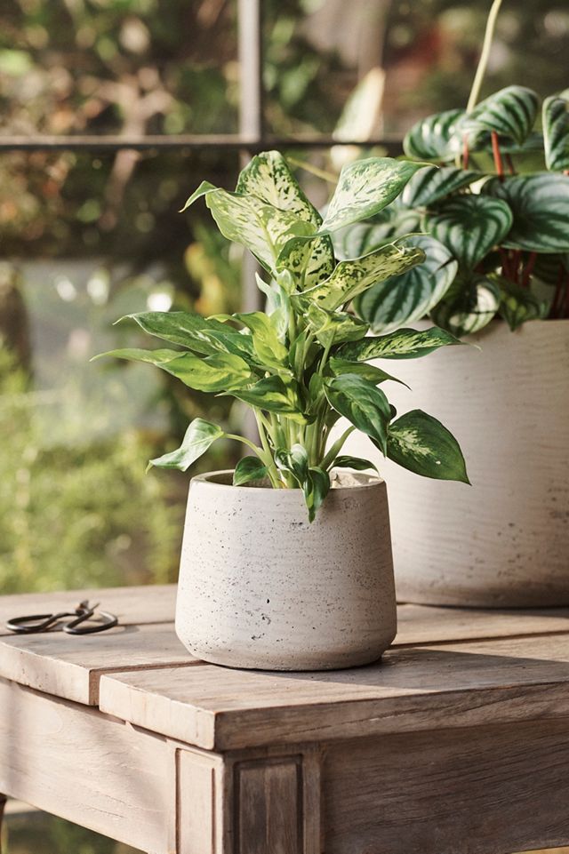 Fiber Cement Drop Planter, 5" | Anthropologie