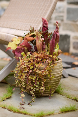 Terracotta Planters | Terrain