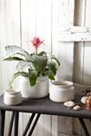 Wide Top Ceramic Jar Planter, 8" | Anthropologie