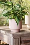 Mod Footed Ceramic Planter, 4" | AnthroLiving