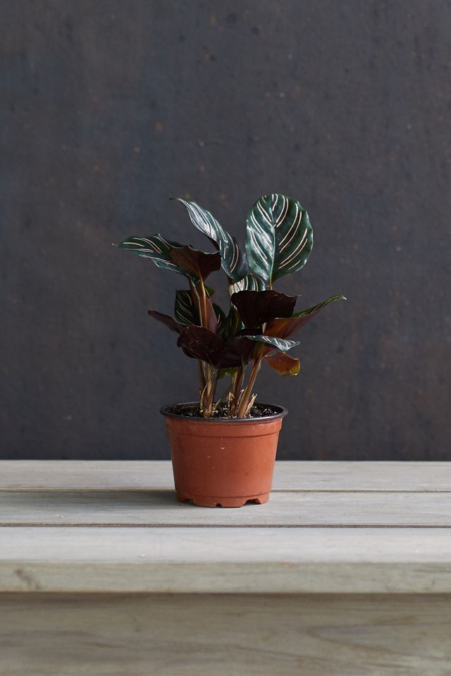 Calathea Ornata | Anthropologie