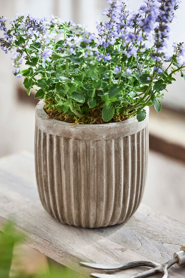 Fiber Concrete Barrel Pot, 7" | Anthropologie
