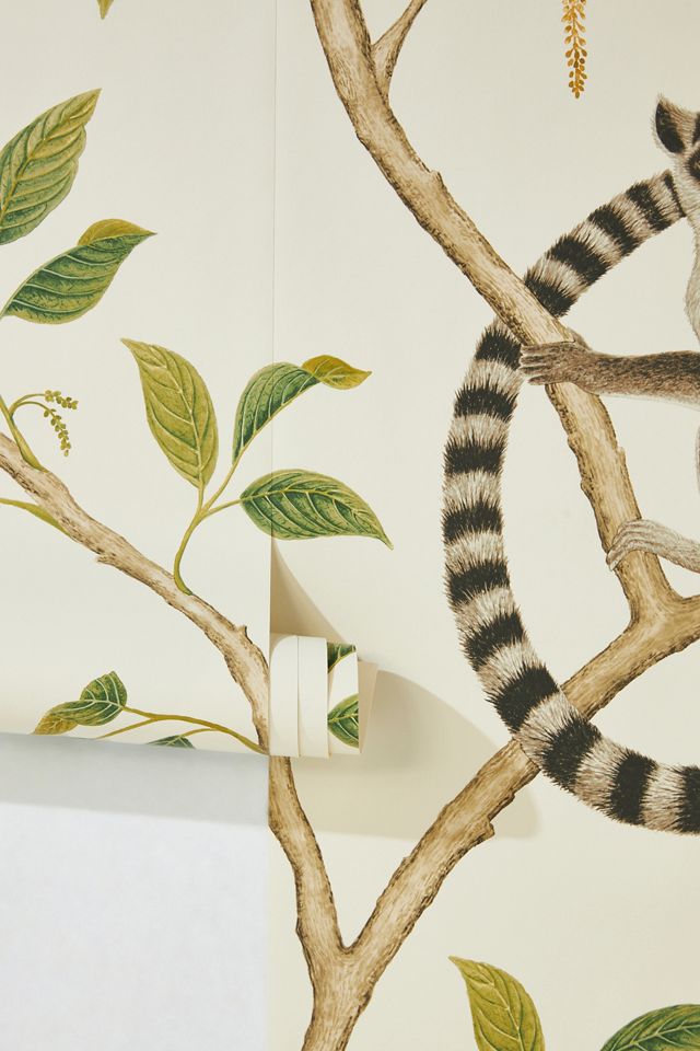 Sanderson Ringtail Lemur Wallpaper | Anthropologie