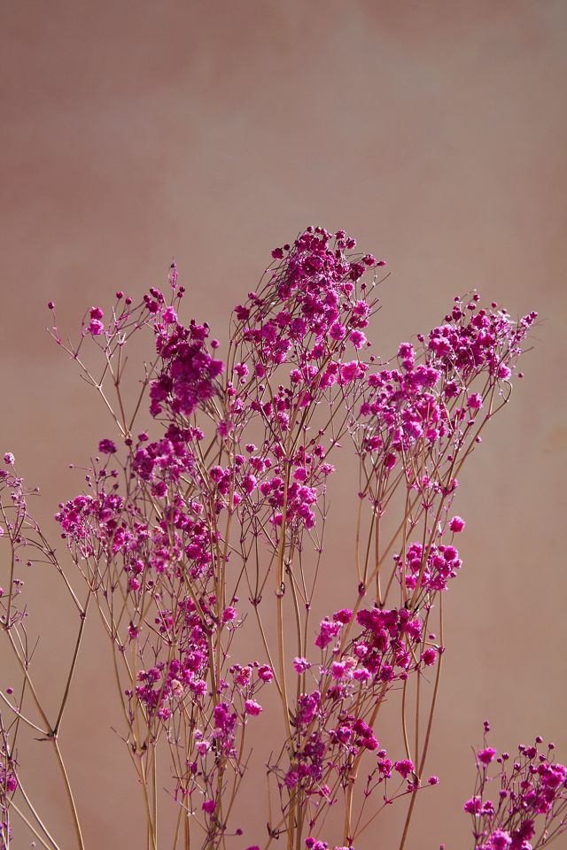 Preserved Gypso Bunch, Pink | Terrain