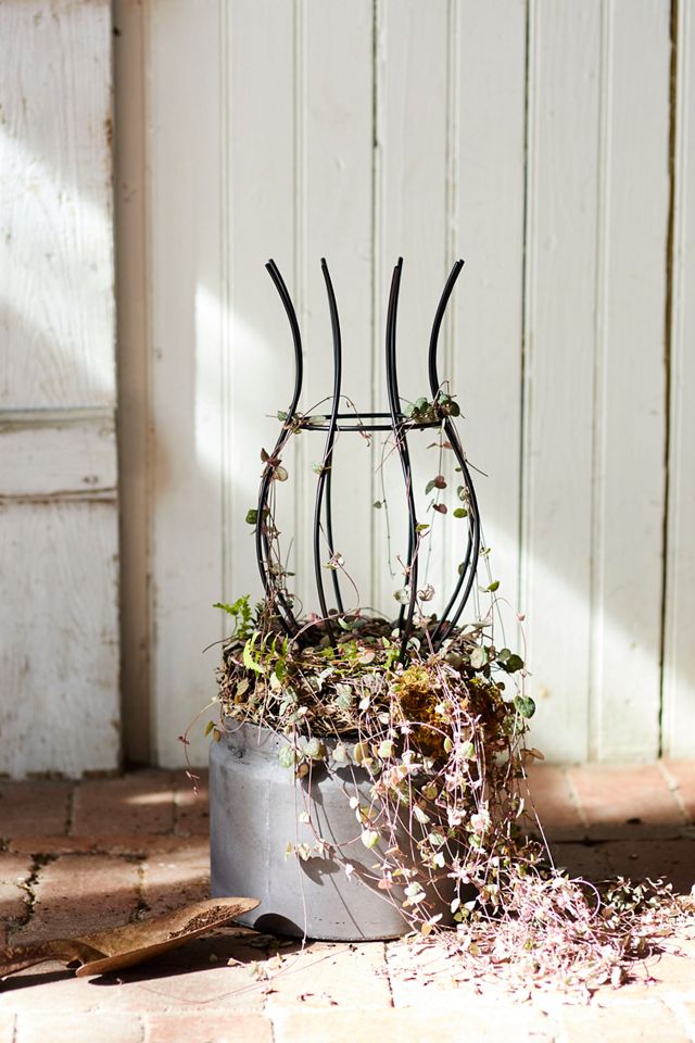 Iron Topiary Frame, Flare | AnthroLiving