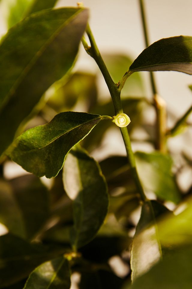 Meyer Lemon Tree Terrain
