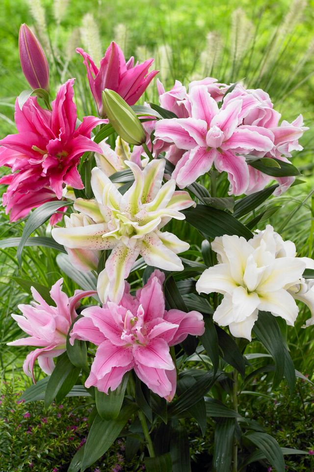 Lilium Roselily Bulbs | Anthropologie