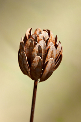 Protea Iron Stem | AnthroLiving